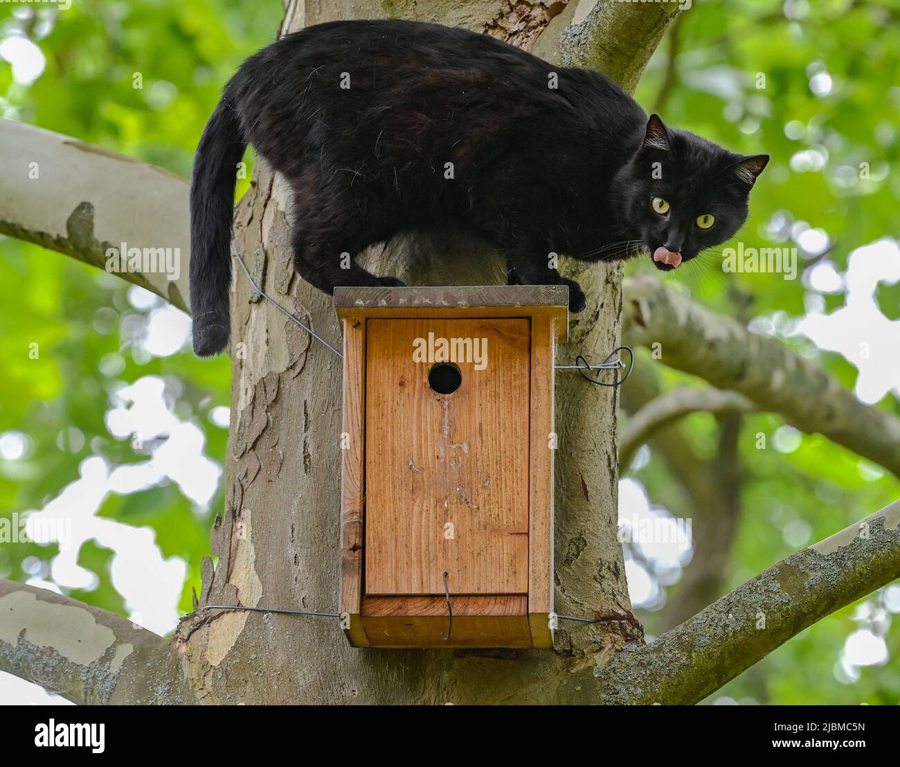 Sieversdorf, Germany. 07th June, 2022. A black tomcat is seen hunting ...