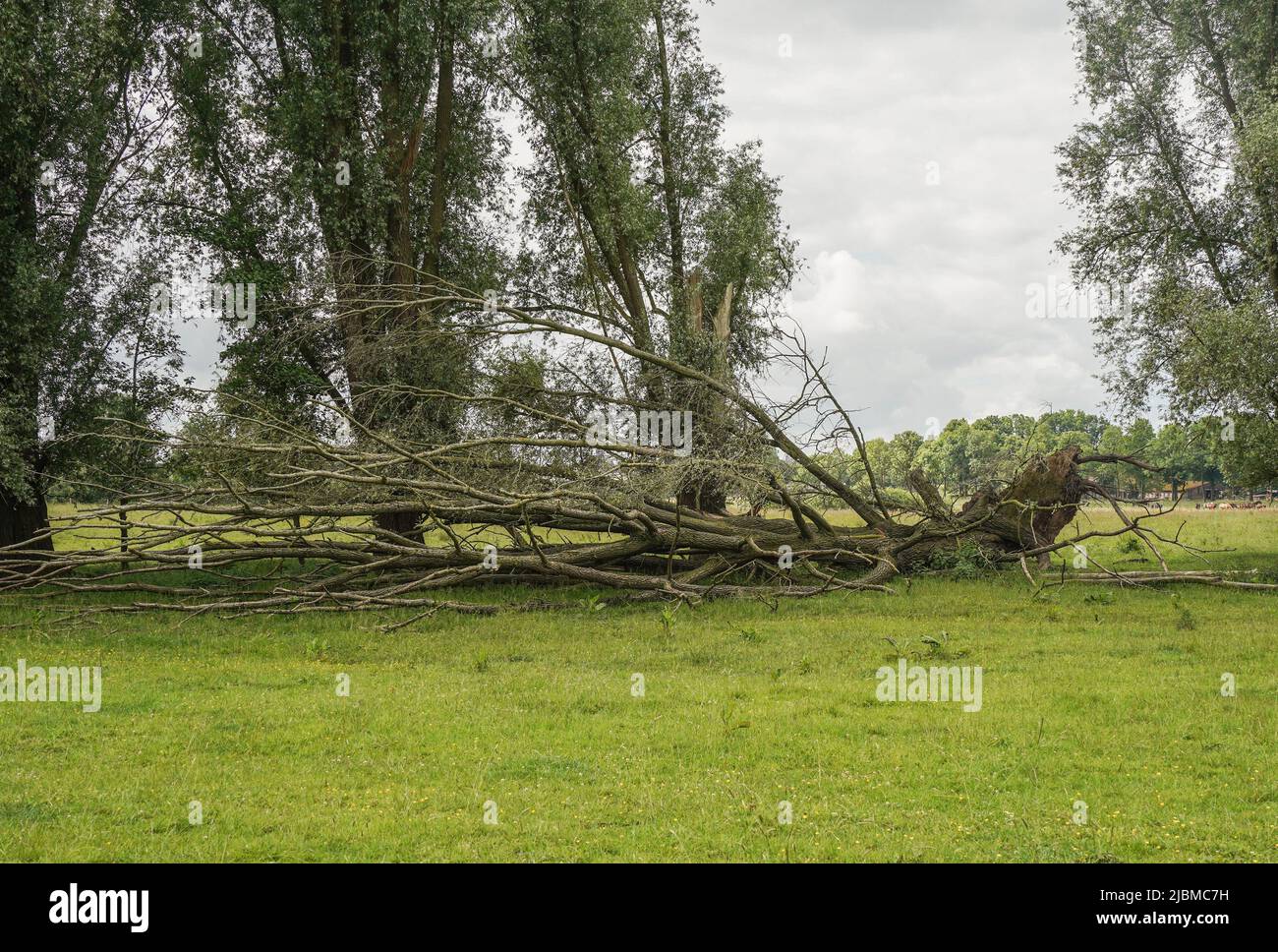 Fallen tree in a a green field after storm. Netherlands Stock Photo - Alamy