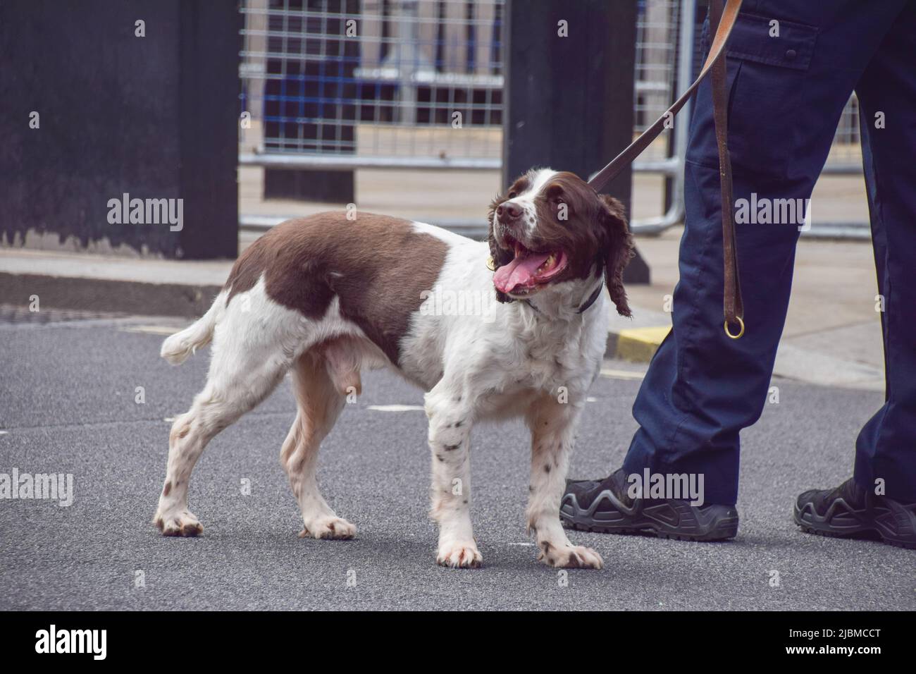 Downing street dog hi-res stock photography and images - Alamy