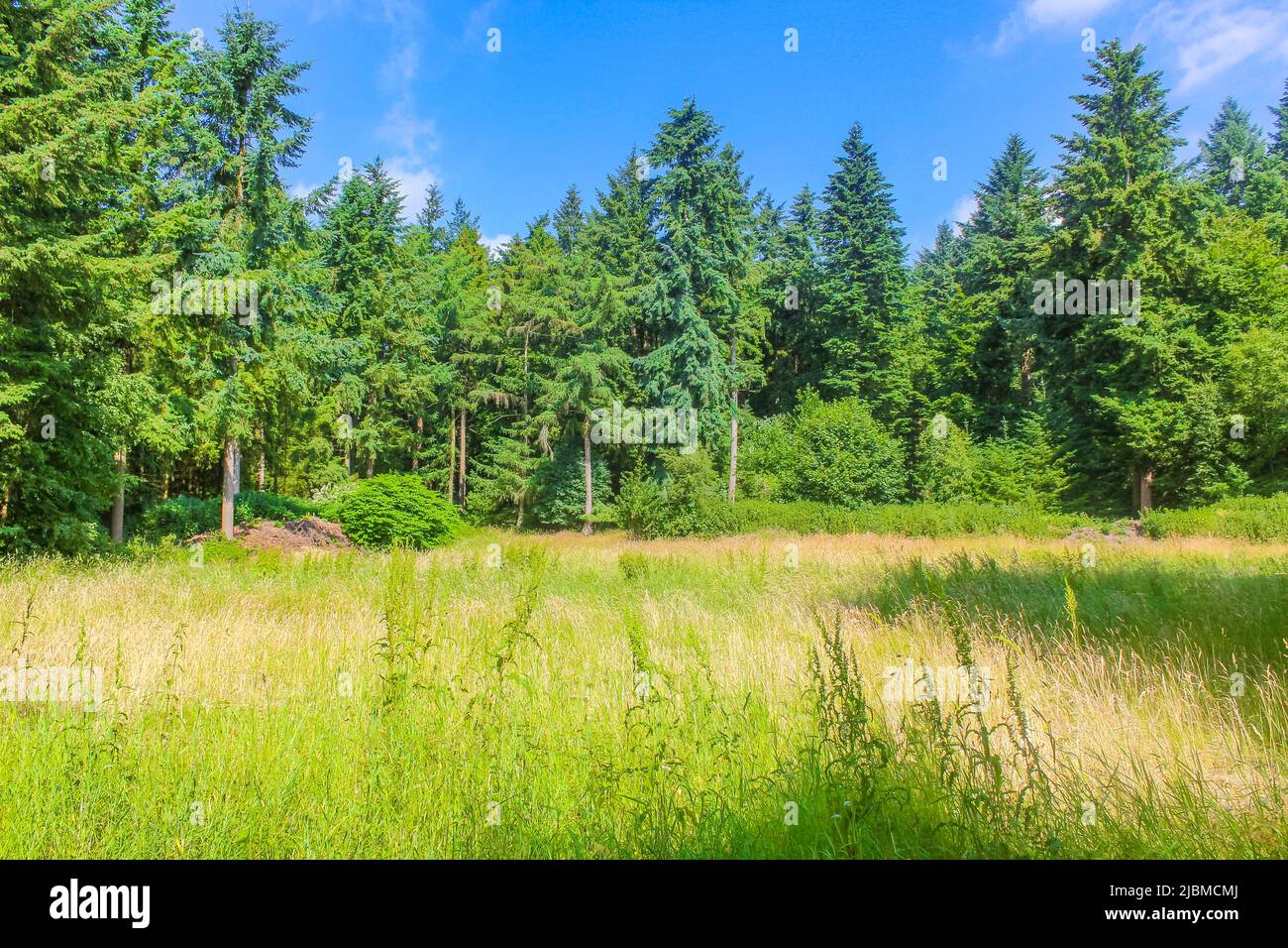 Natural beautiful panorama view with pathway and green plants trees in ...