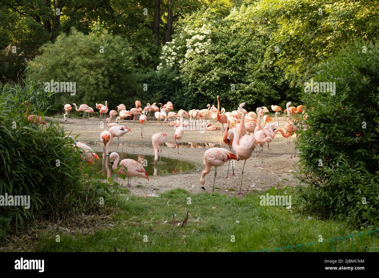 Beautiful flaming birds in a pond, child contemplating them, taking ...