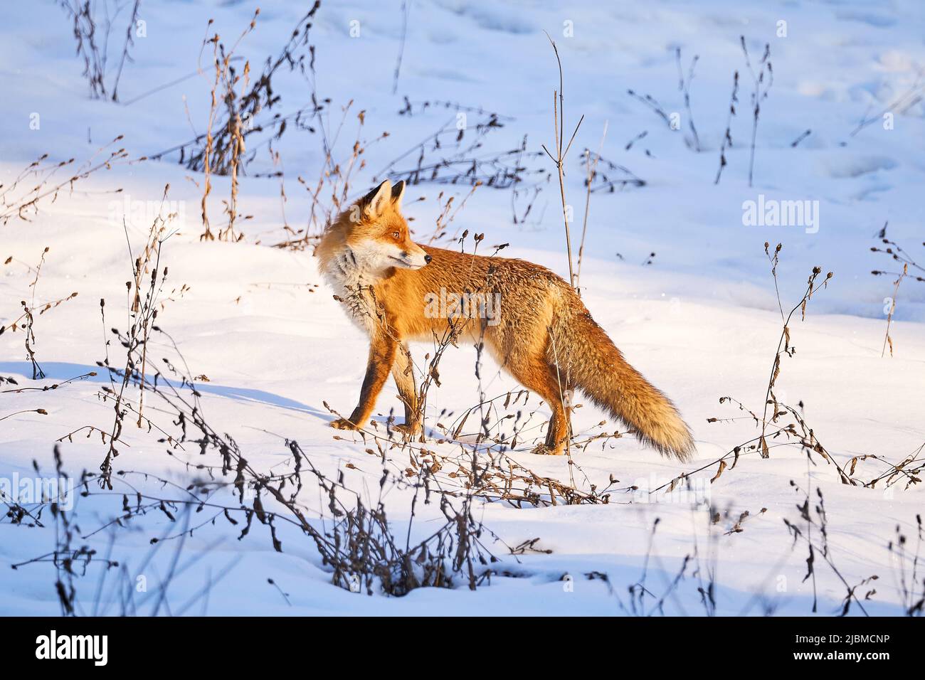 A red fox hunting in the snow Stock Photo - Alamy