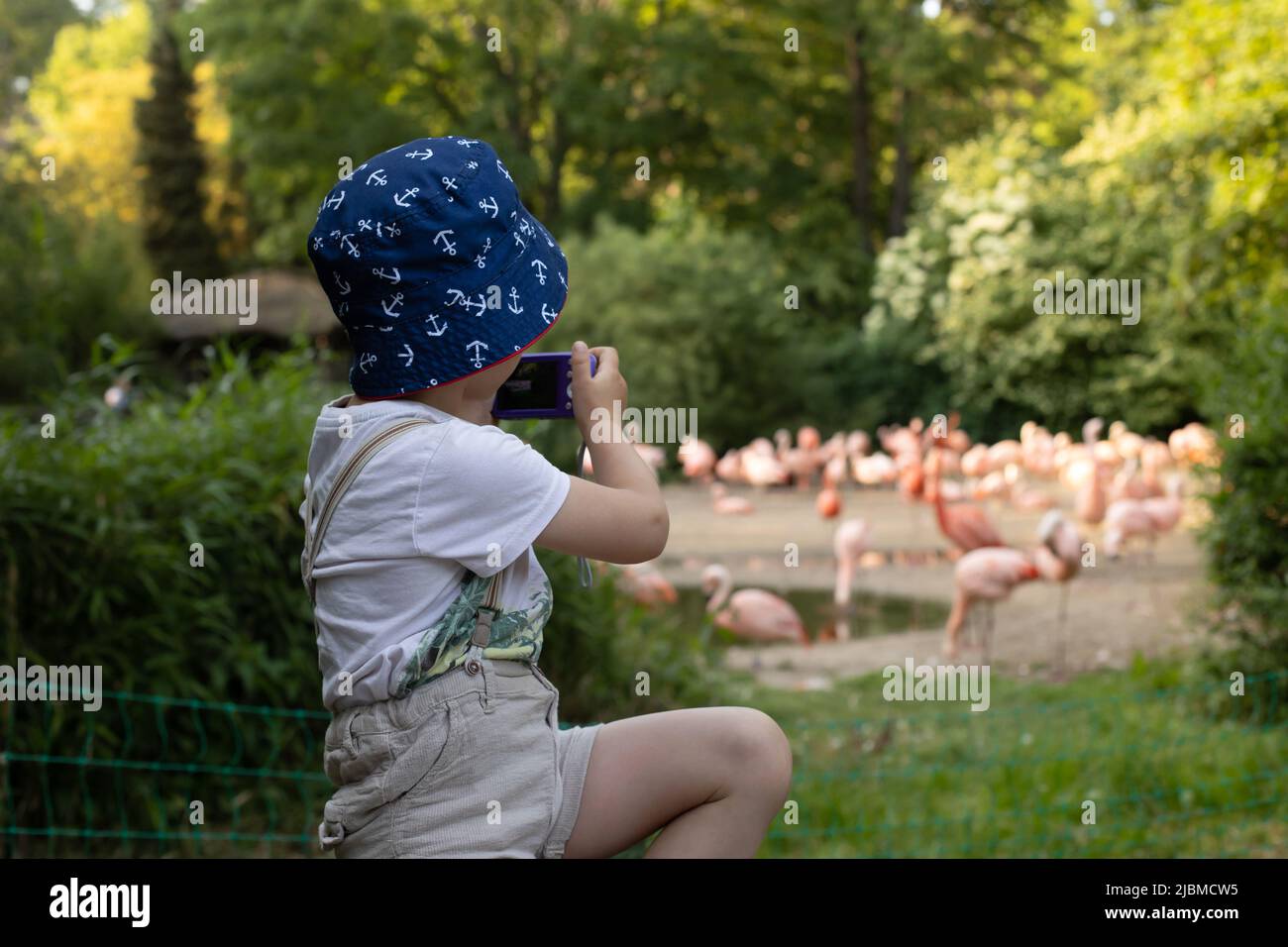 Beautiful flaming birds in a pond, child contemplating them, taking ...