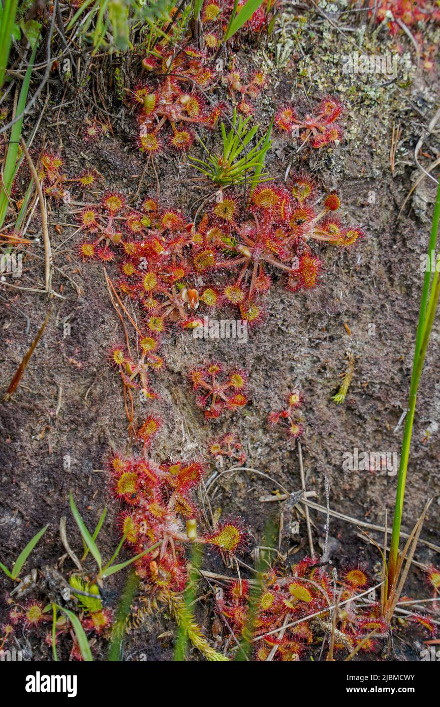 Drosera rotundifolia , round-leaved sundew[, common sundew ...