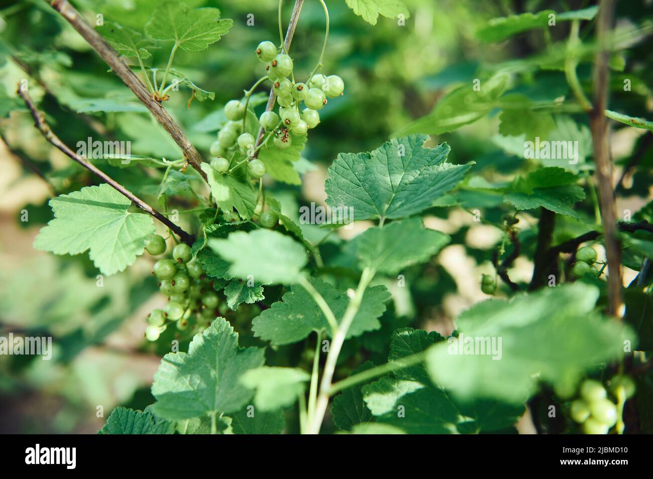 Cropped image of a green currant bush with green ripening berries ...