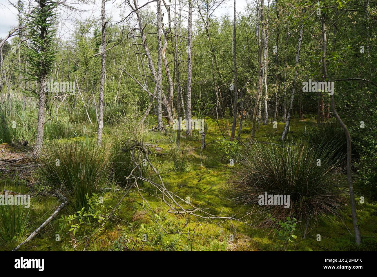 Swamp forest hi-res stock photography and images - Alamy
