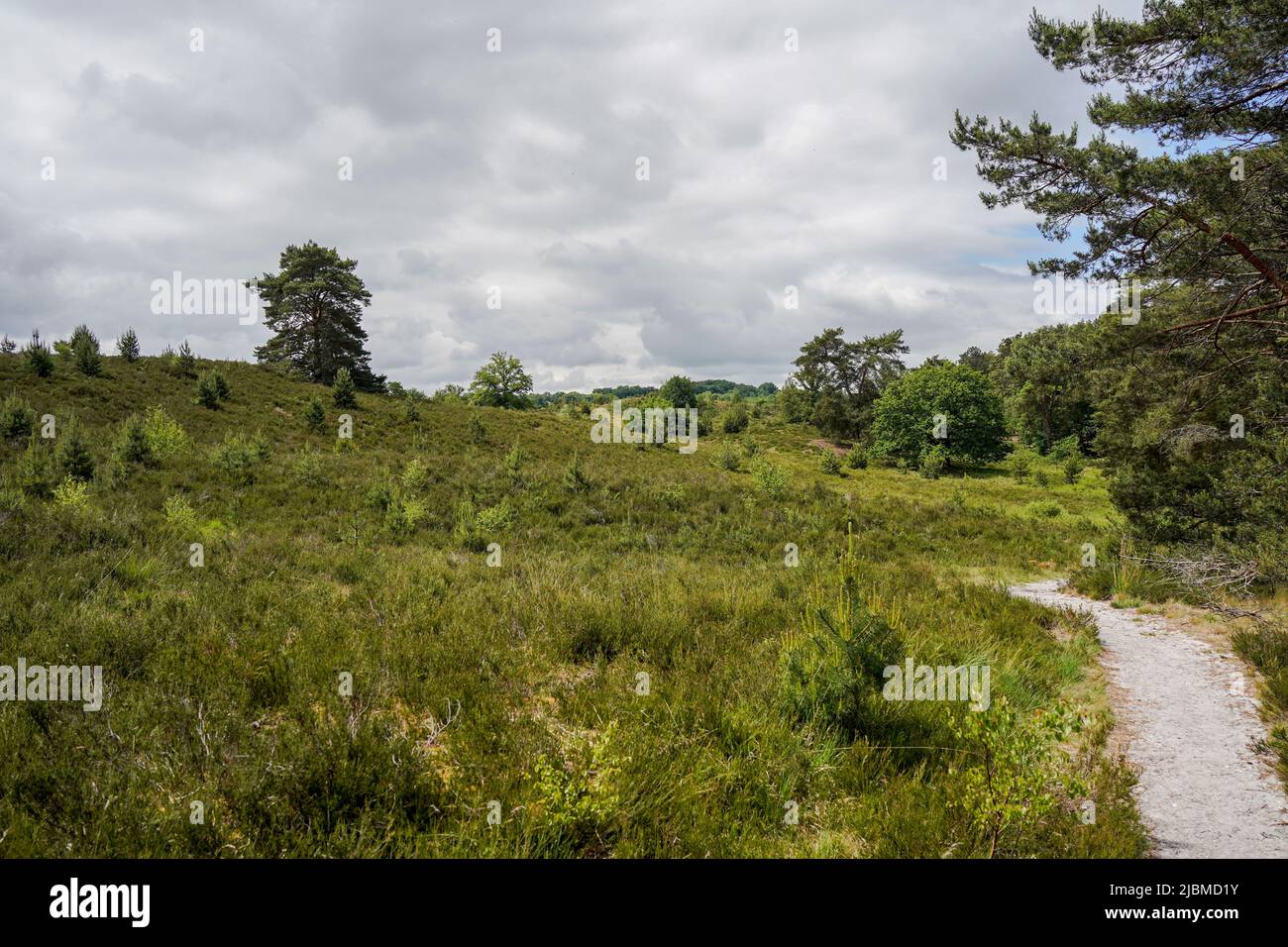 Netherlands pinus sylvestris hi-res stock photography and images - Alamy