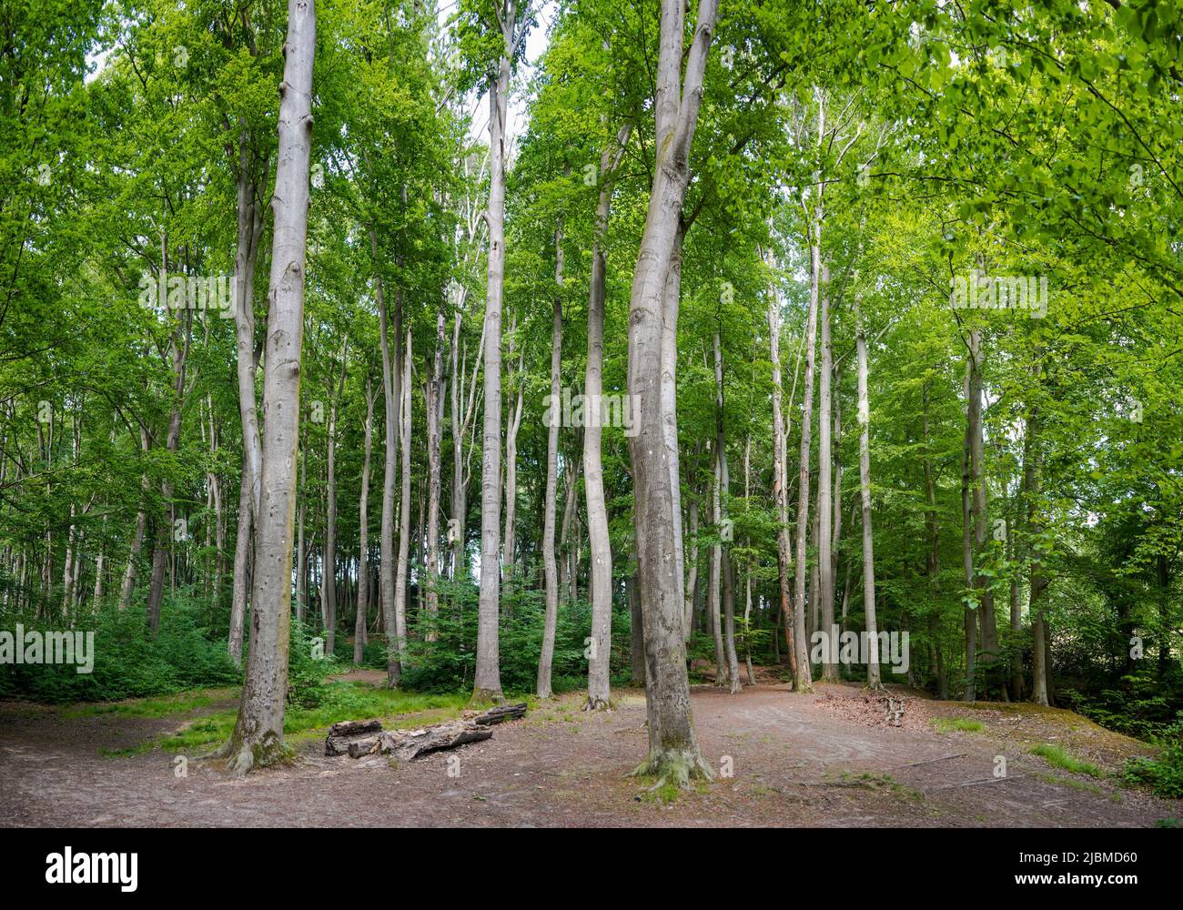 Old common beech fagus sylvatica hi-res stock photography and images ...
