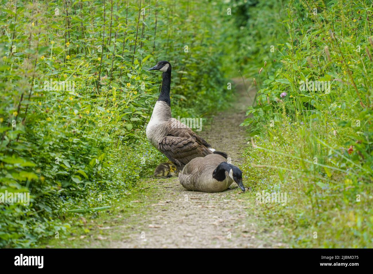 Canada goose (Branta canadensis) with chicks blocking a path in nature ...