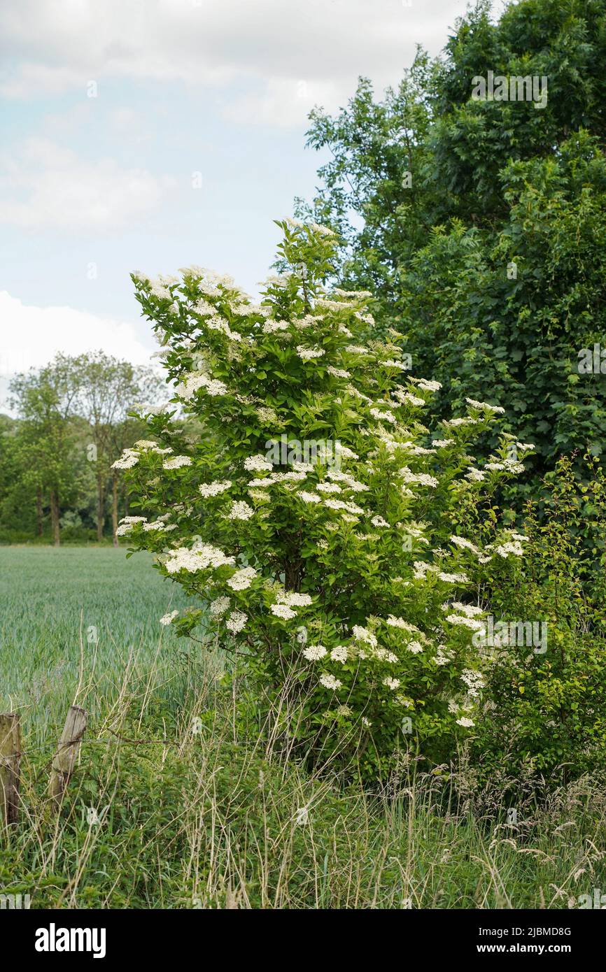 European elder hi-res stock photography and images - Alamy