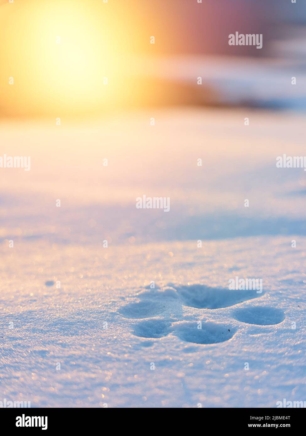Dog paw print in snow hi-res stock photography and images - Alamy