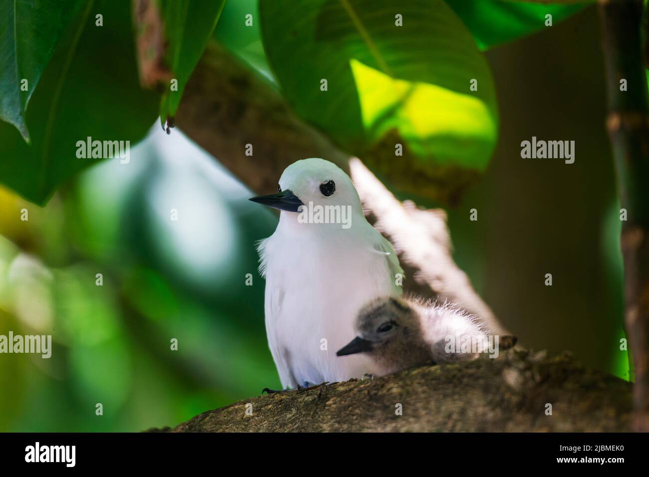 White Tern or Fairy Tern (Gygis alba) with a Chick at Cousin Island ...