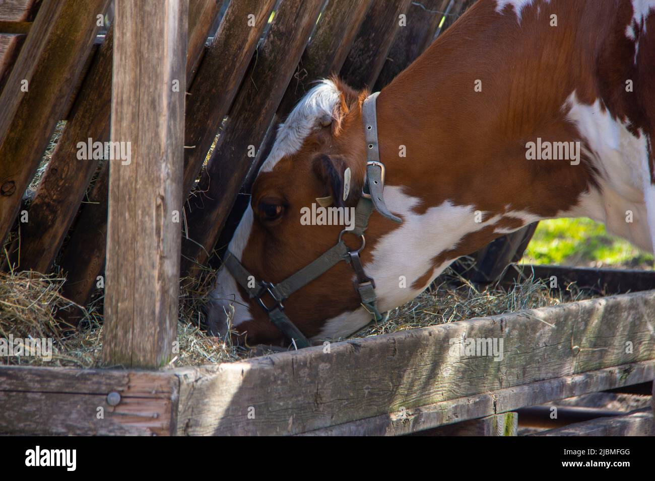 Cow at the trough Stock Photo - Alamy