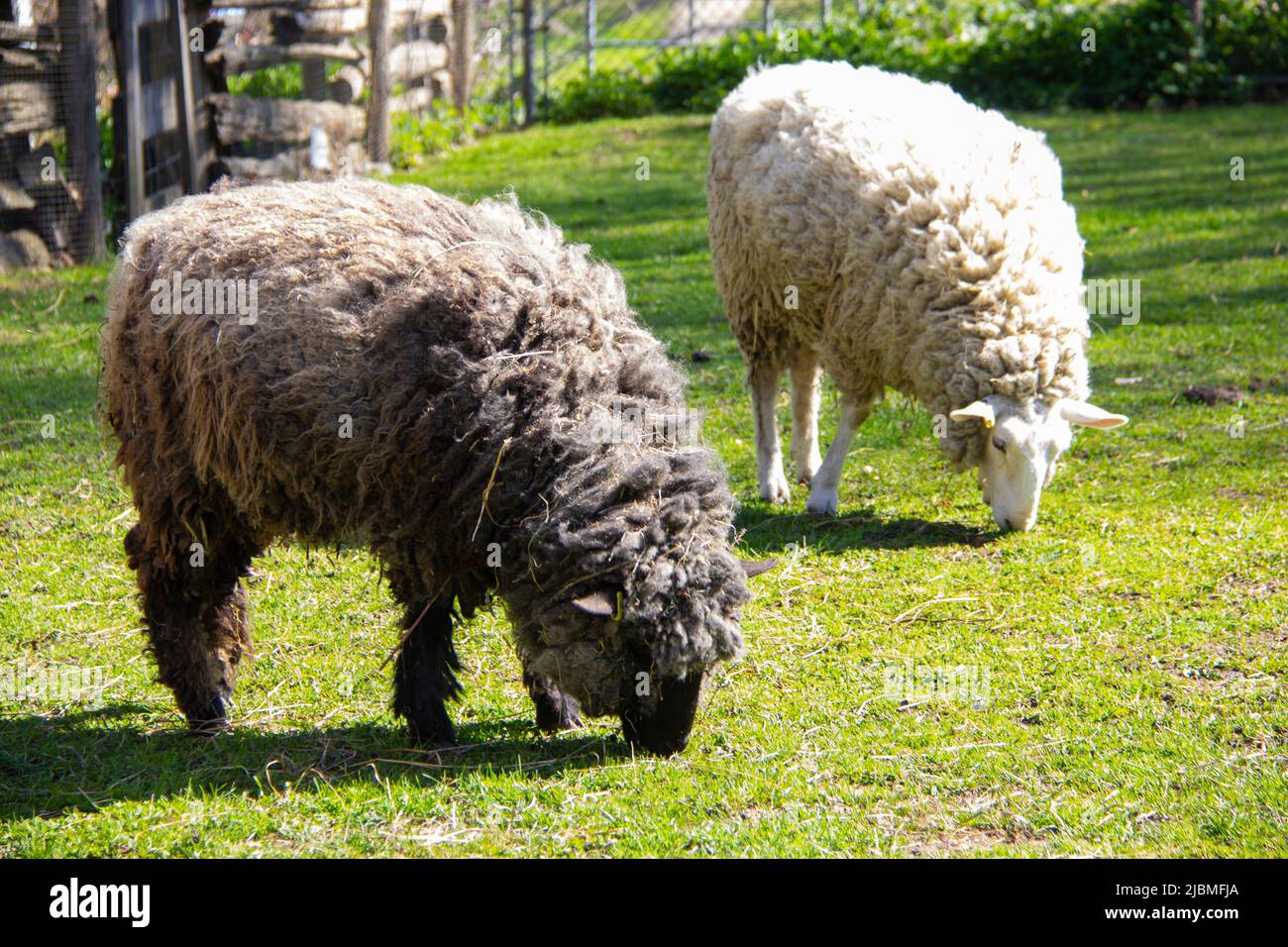 Sheep grazing in an urban farm Stock Photo - Alamy
