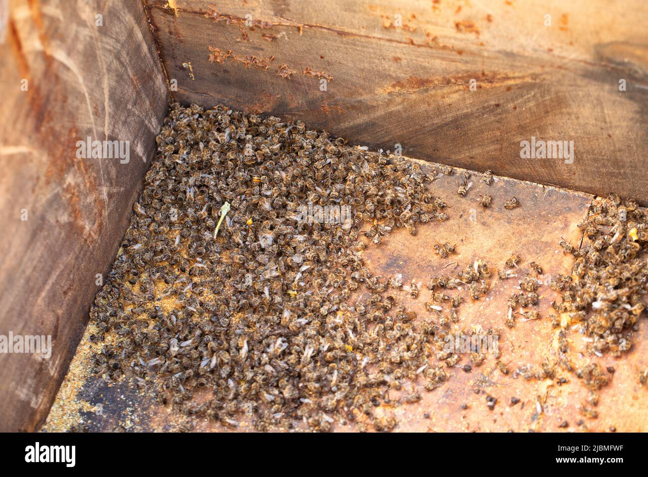Dead bees in the hive that did not survive the winter. Or destroyed by ...