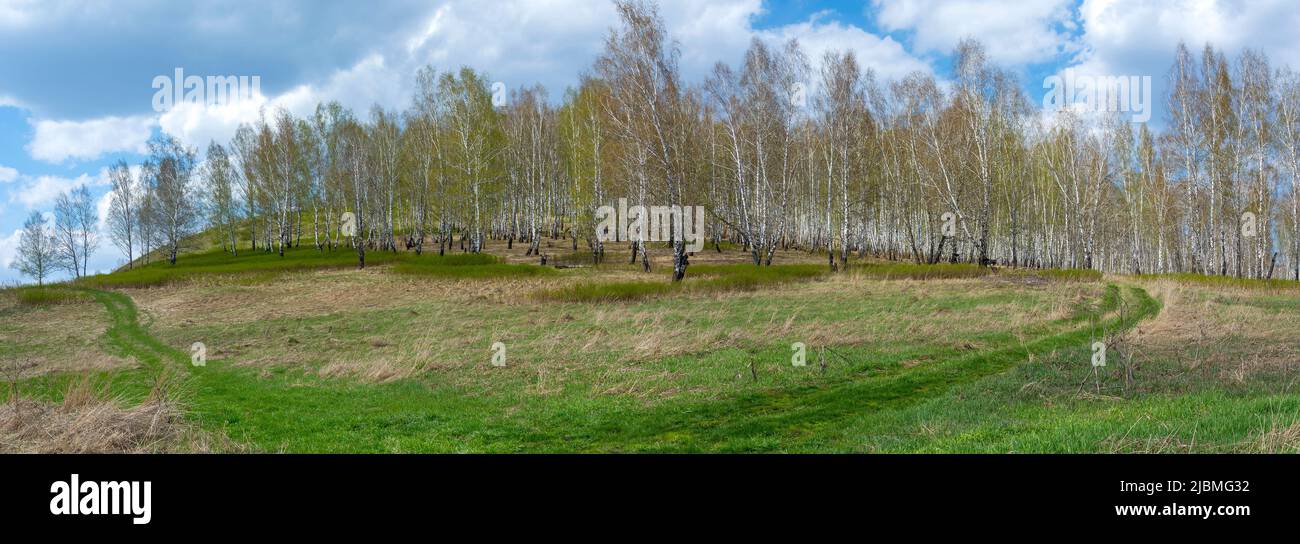 Picturesque field road around a spring birch grove, panoramic view ...