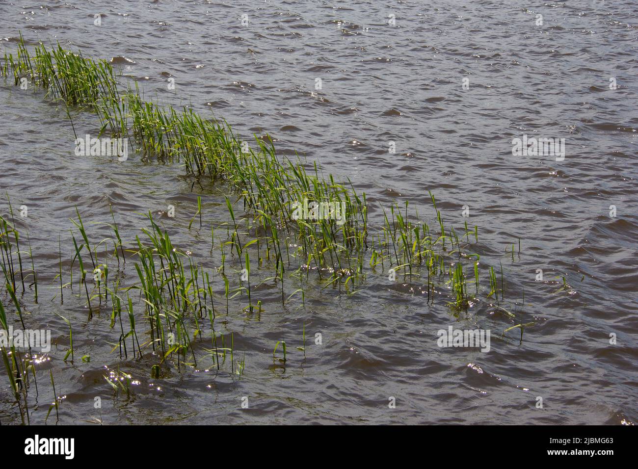 Reeds in the lake Stock Photo - Alamy