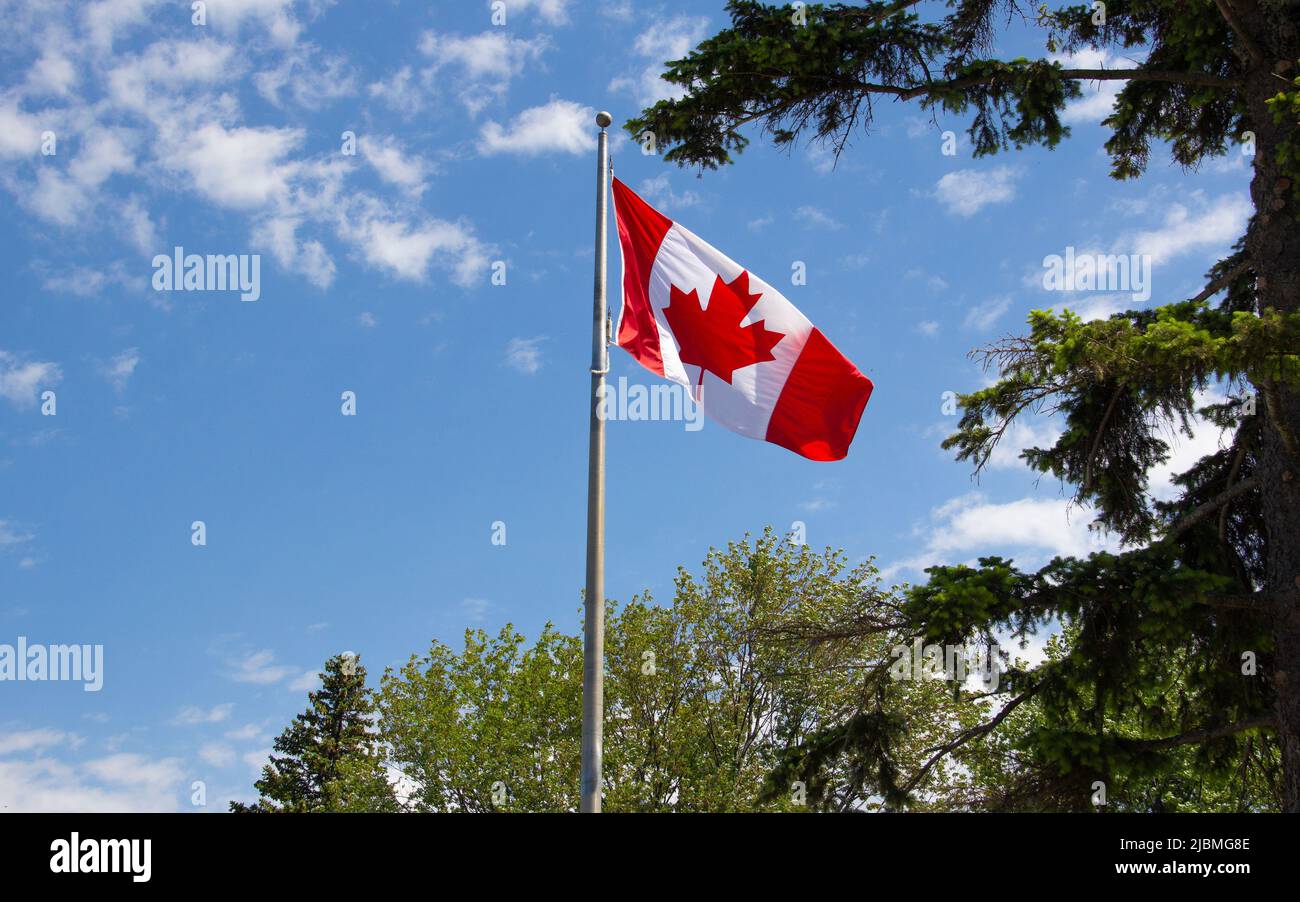 Maple tree canada flag hi-res stock photography and images - Alamy