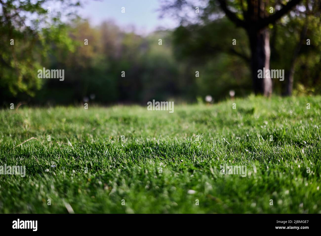 Green grass desktop screensaver, ecology and care for the environment ...