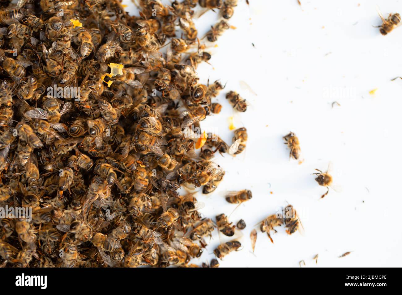 Dead bees, dead swarm that did not overwinter. Effects of pesticides on ...