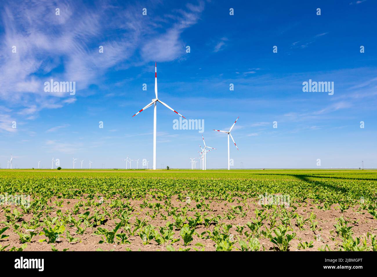 View on young soybean crop, lined rows, large wind power turbines are ...