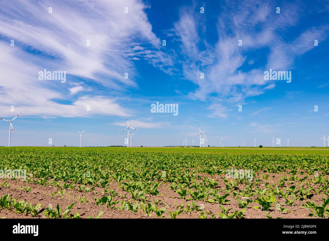 View on young soybean crop, lined rows, large wind power turbines are ...