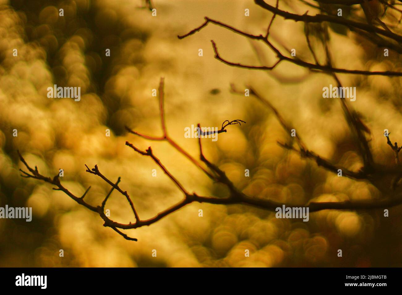 harmony of dry branches - Silhouette of tree - Close up branch Stock ...