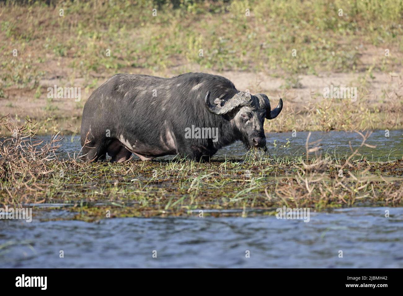 Cape Buffalo eating vegetation in the Chobe River Botswana Stock Photo ...