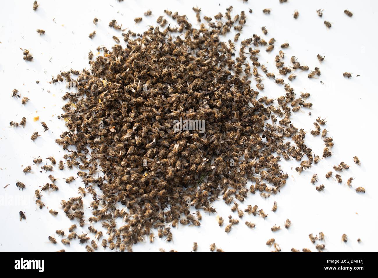 Dead bees, dead swarm that did not overwinter. Effects of pesticides on ...