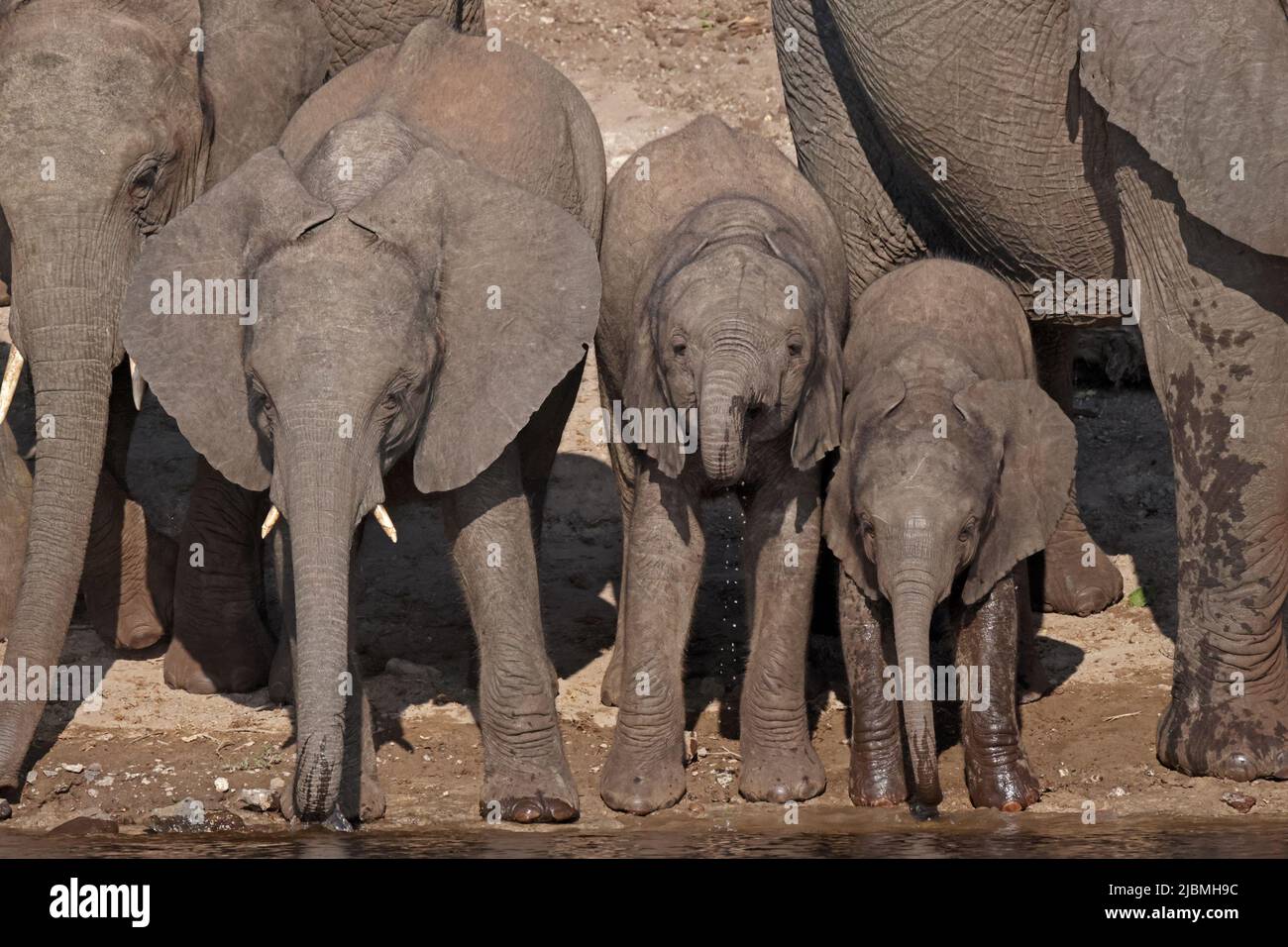 African Elephants drinking from the Chobe River Botswana Stock Photo - Alamy