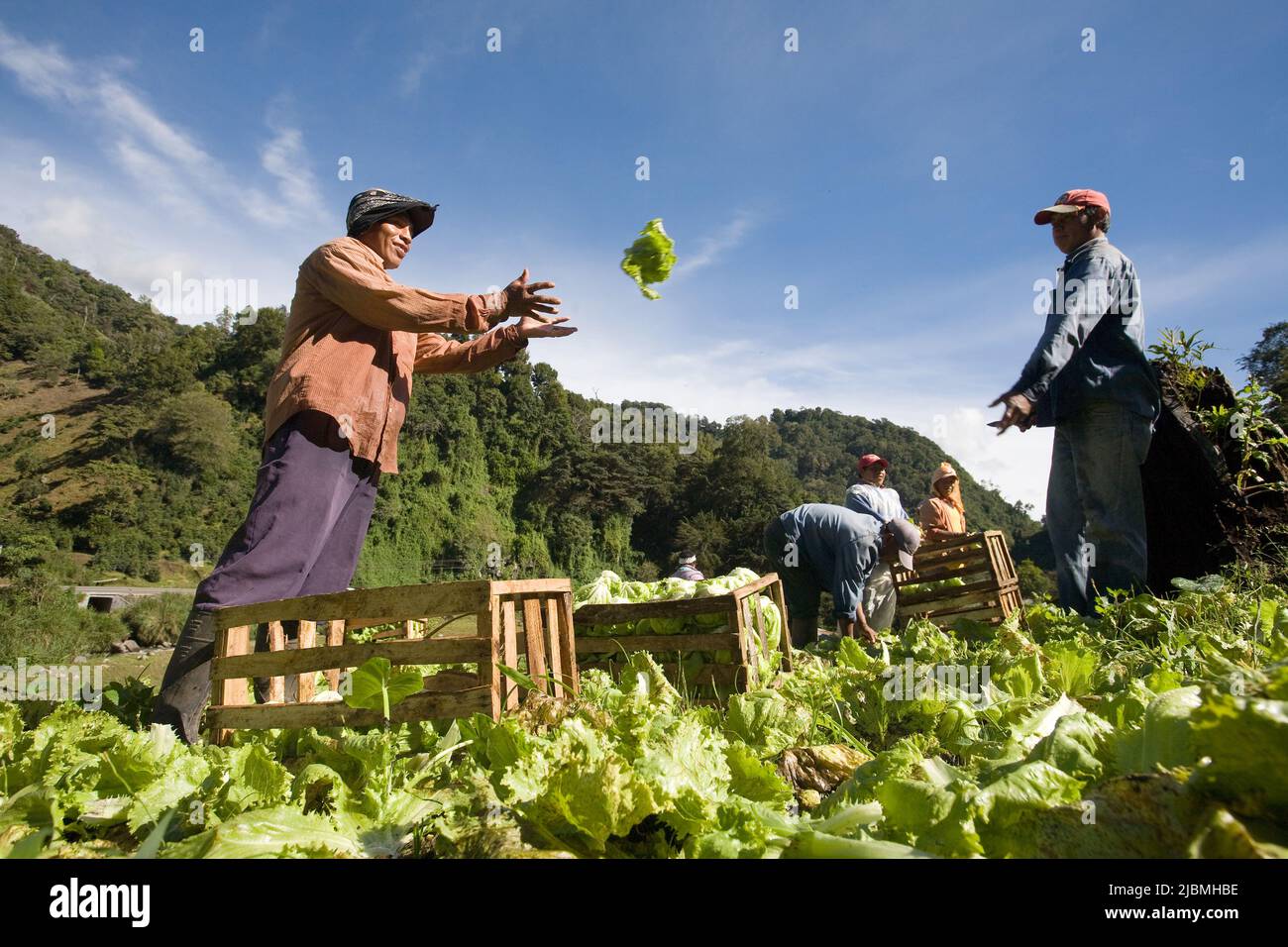 Panama, Cerro Punta, there is a lot of agricultural activities, like ...