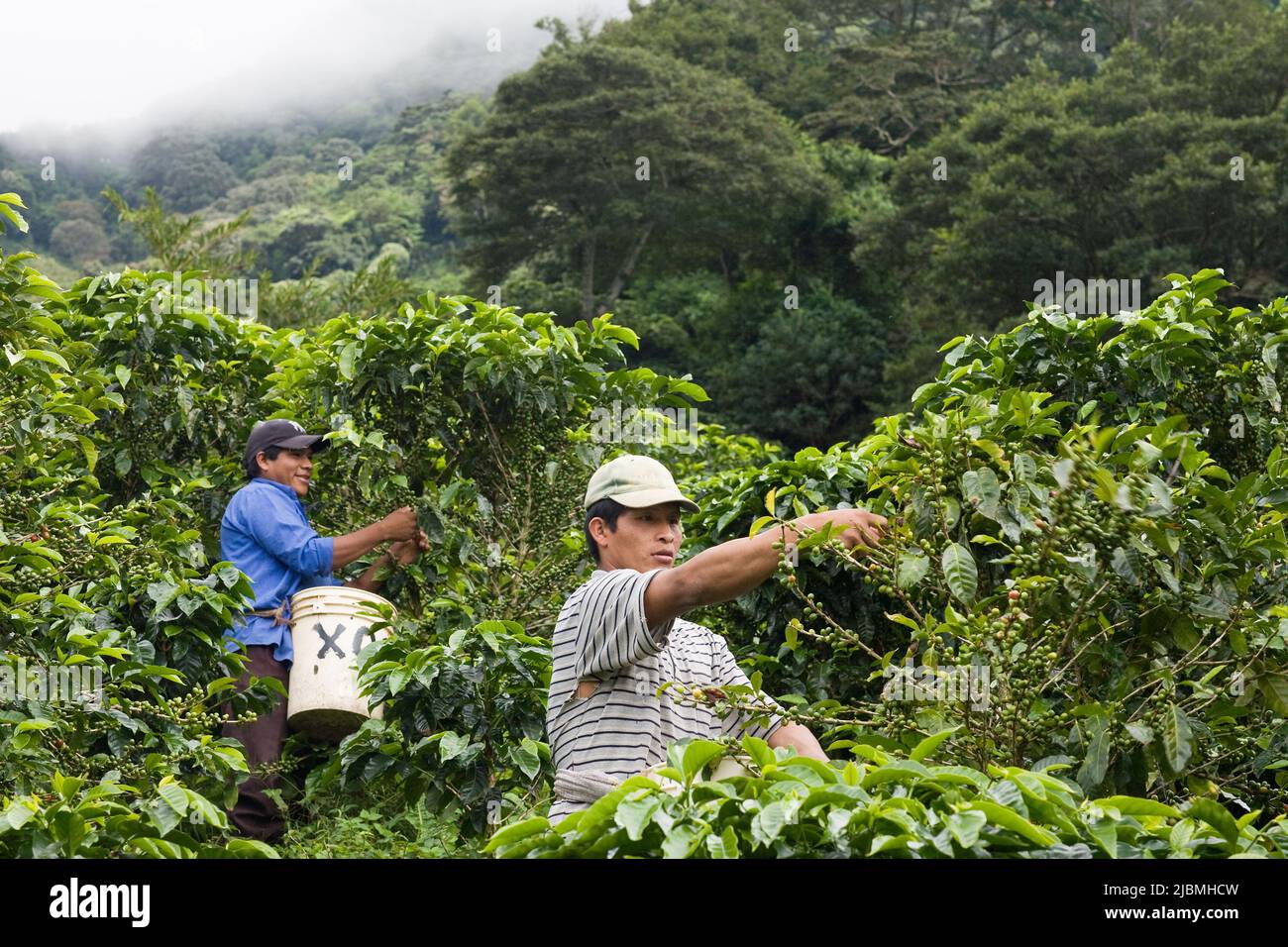 Panama, Cerro Punta,The Kotowa coffee plantation is growing organic ...