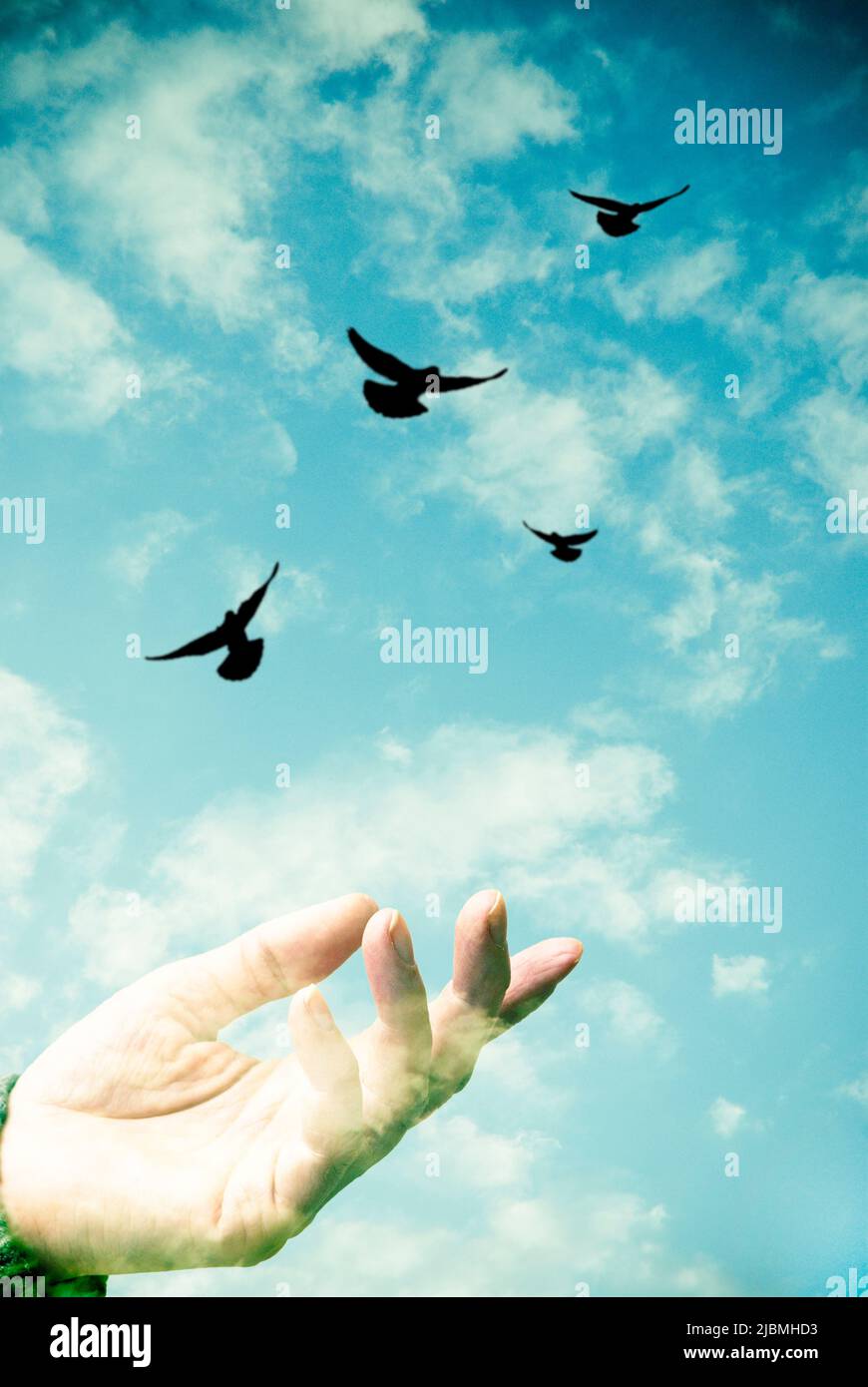 female hand gesture and birds flying away Stock Photo - Alamy