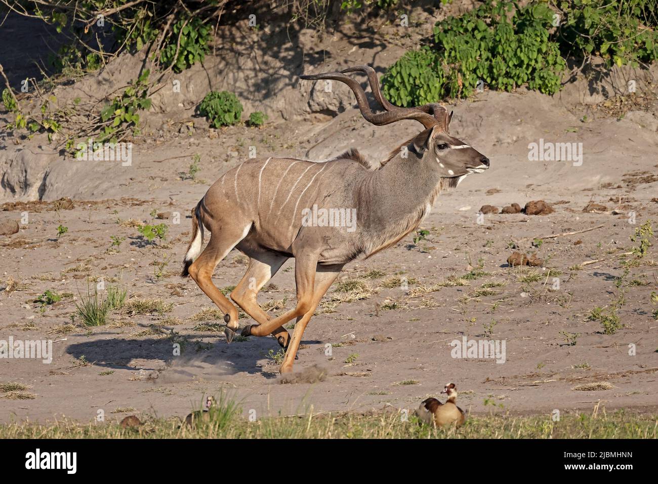 Male greater kudu hi-res stock photography and images - Alamy