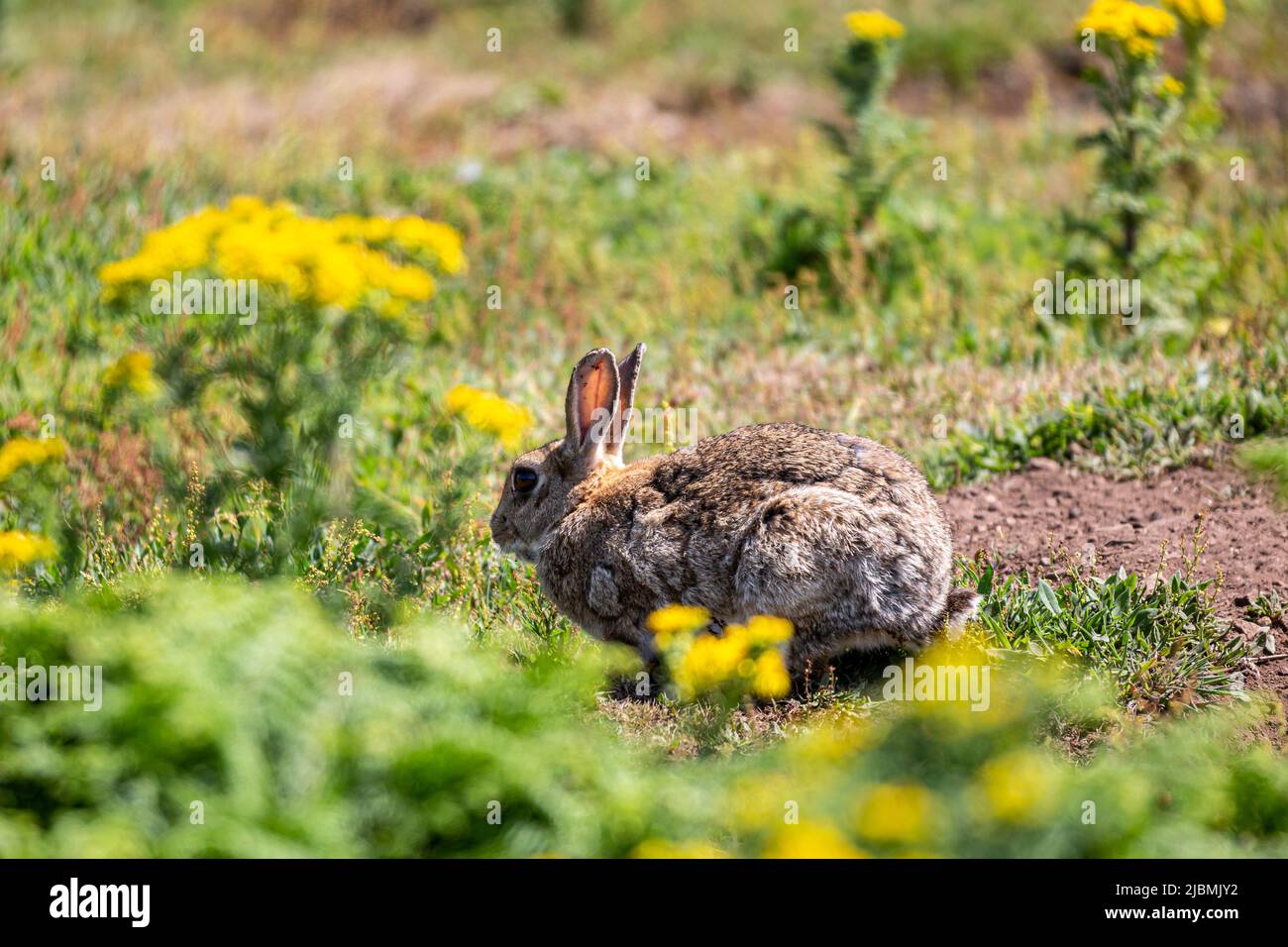 A rabbit in the wild on Skomer Island Stock Photo - Alamy