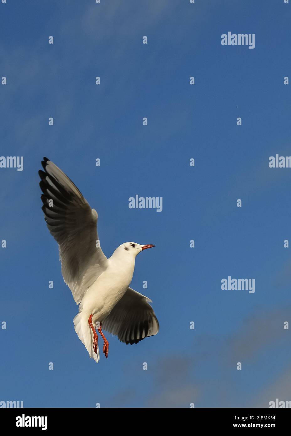 The black-headed gull (Chroicocephalus ridibundus) (Larus ridibundus ...