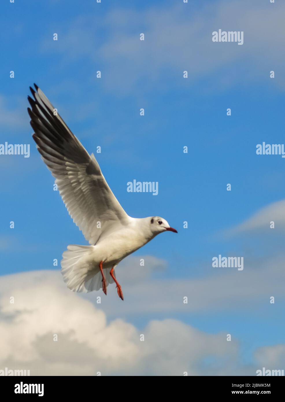 The black-headed gull (Chroicocephalus ridibundus) (Larus ridibundus ...