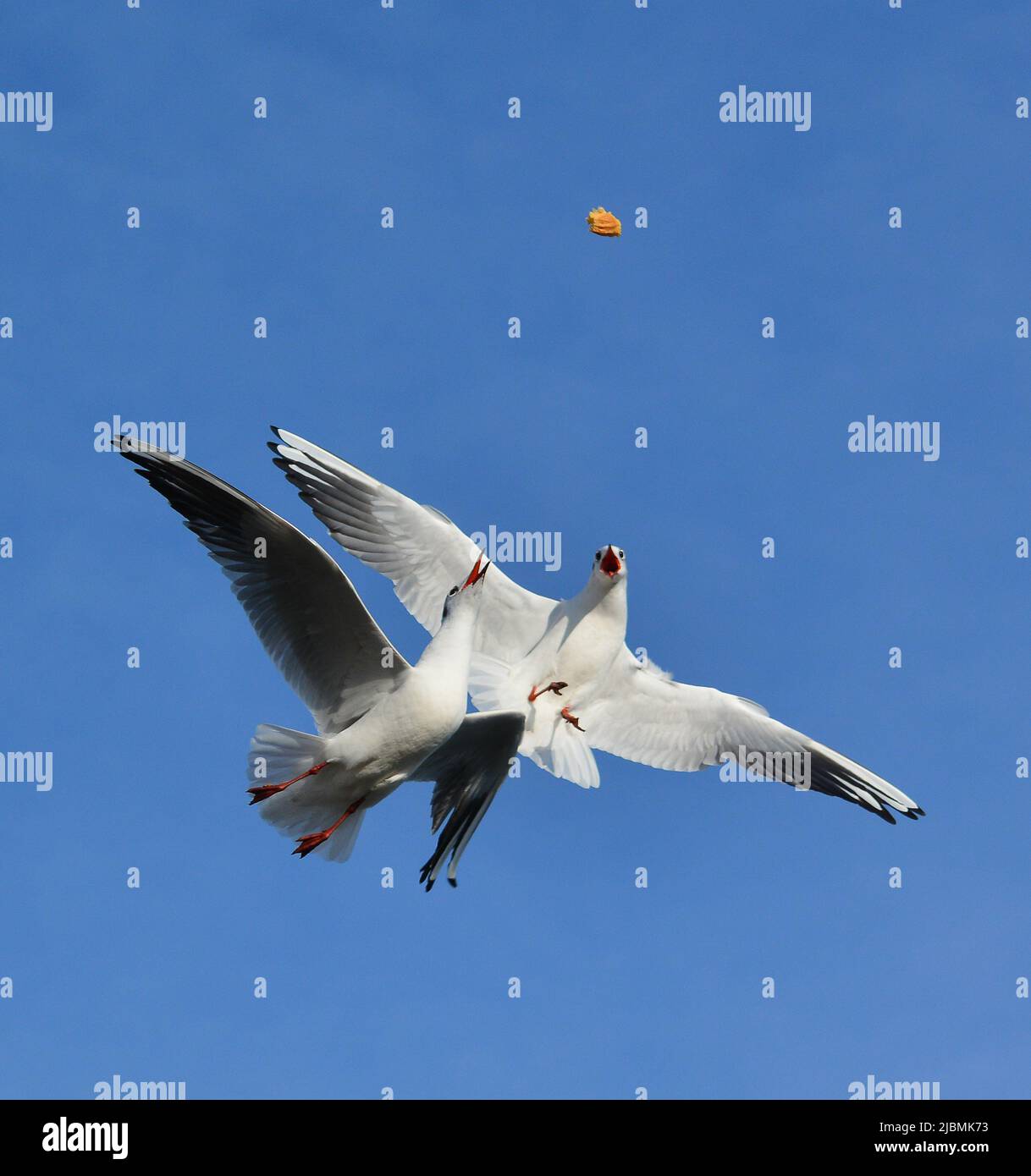 The black-headed gull (Chroicocephalus ridibundus) (Larus ridibundus ...