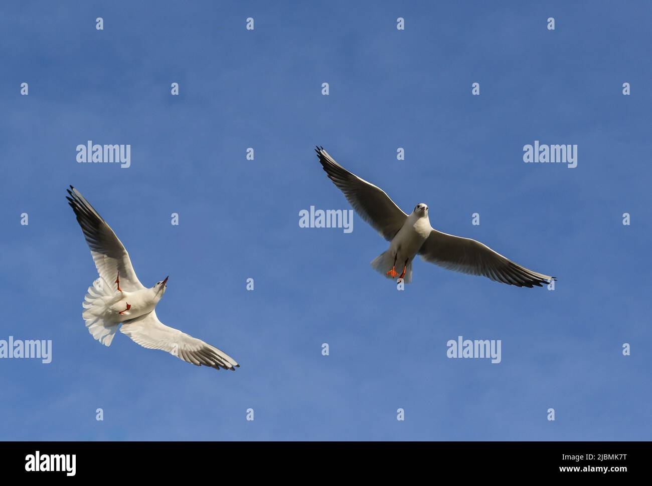 The black-headed gull (Chroicocephalus ridibundus) (Larus ridibundus ...
