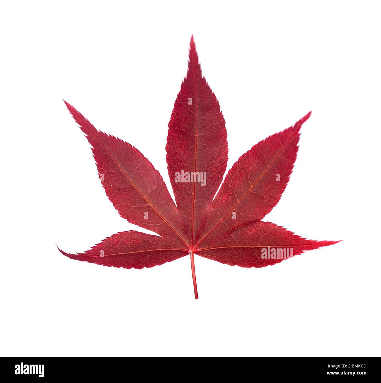 Fall maple leaf isolated on white background Stock Photo - Alamy