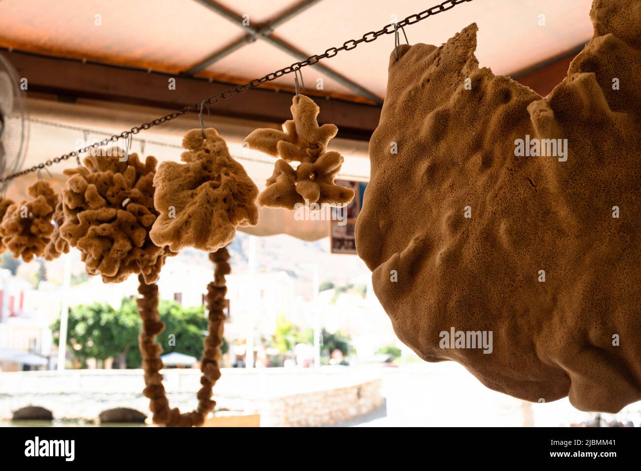 Natural marine sponge for washing in the shower Stock Photo - Alamy