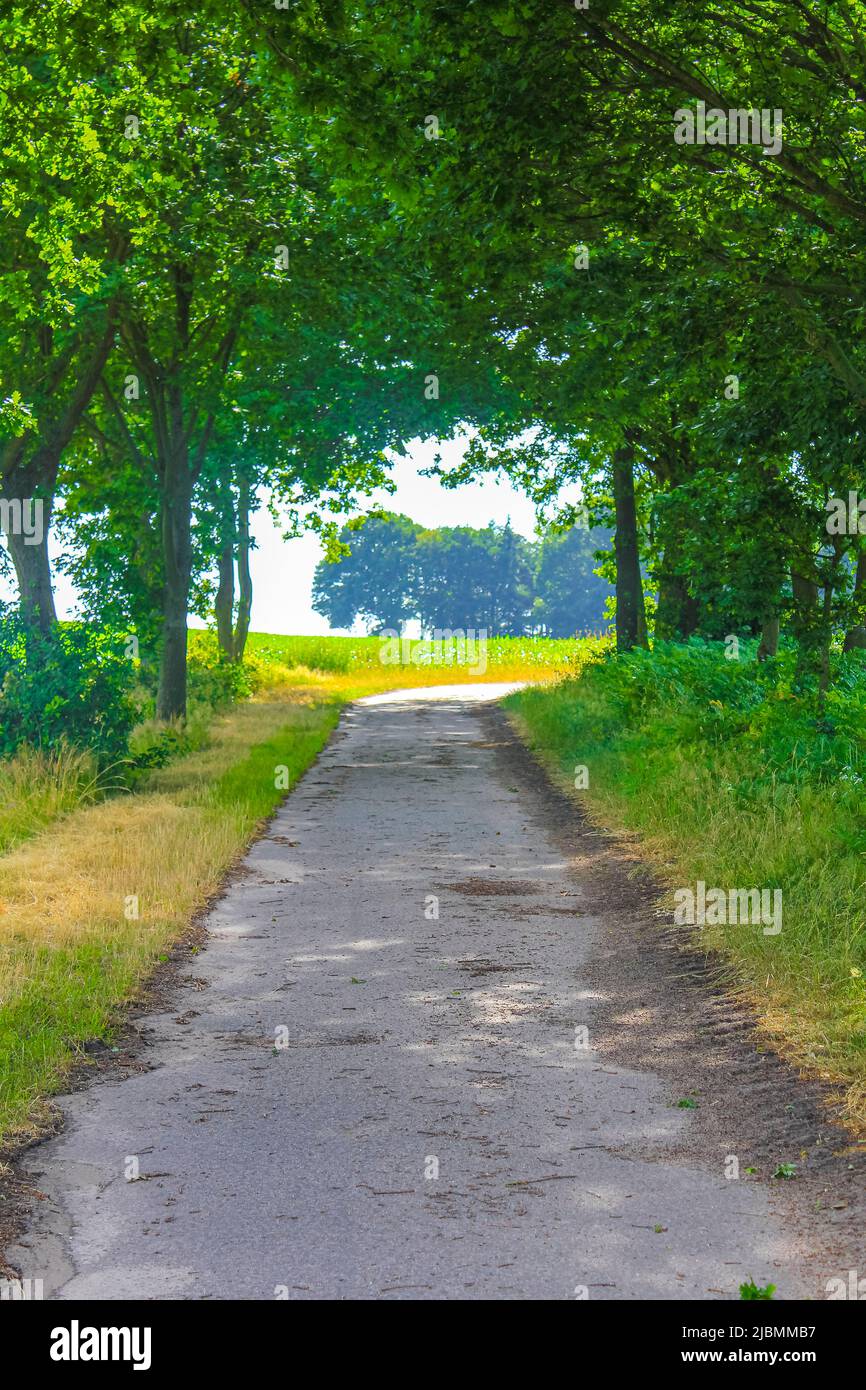 Natural beautiful panorama view with pathway and green plants trees in ...