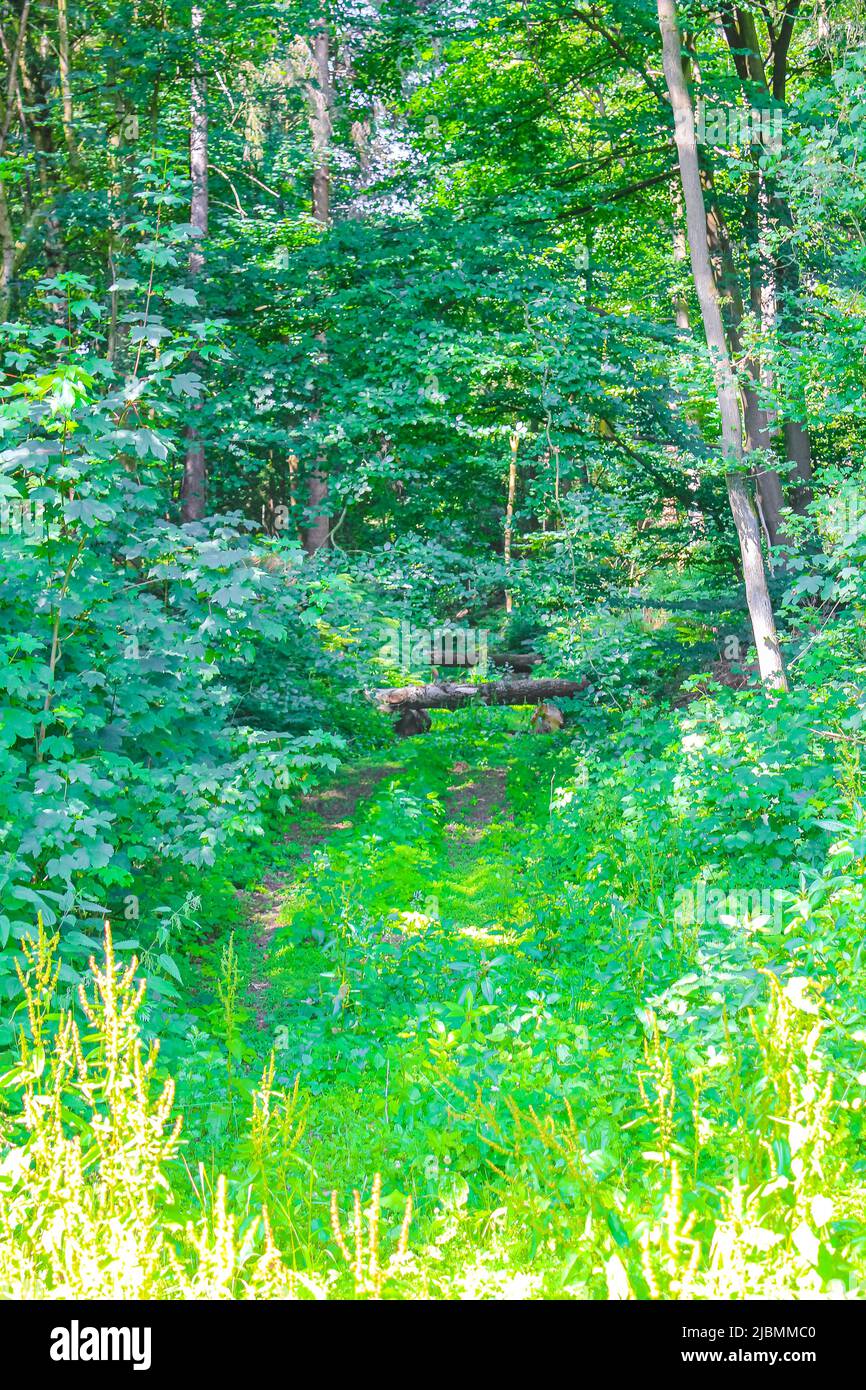 Natural beautiful panorama view with pathway and green plants trees in ...