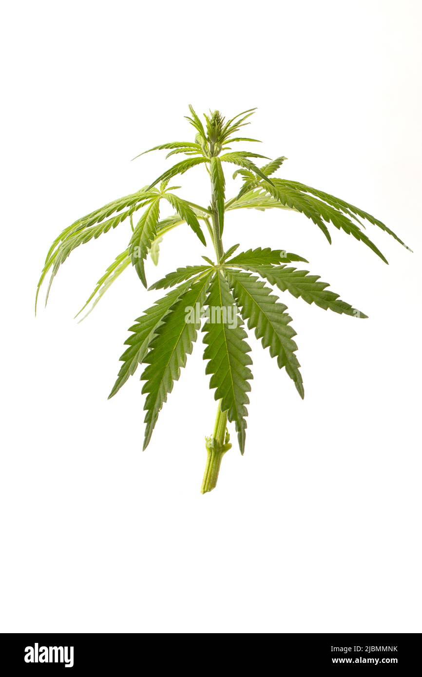 Green marijuana plants on Cut Out Stock Images & Pictures - Alamy