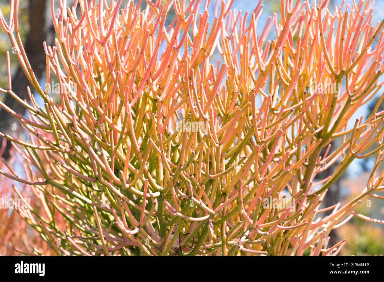 Euphorbia tirucalli Indian-tree spurge with succulent branches natural ...