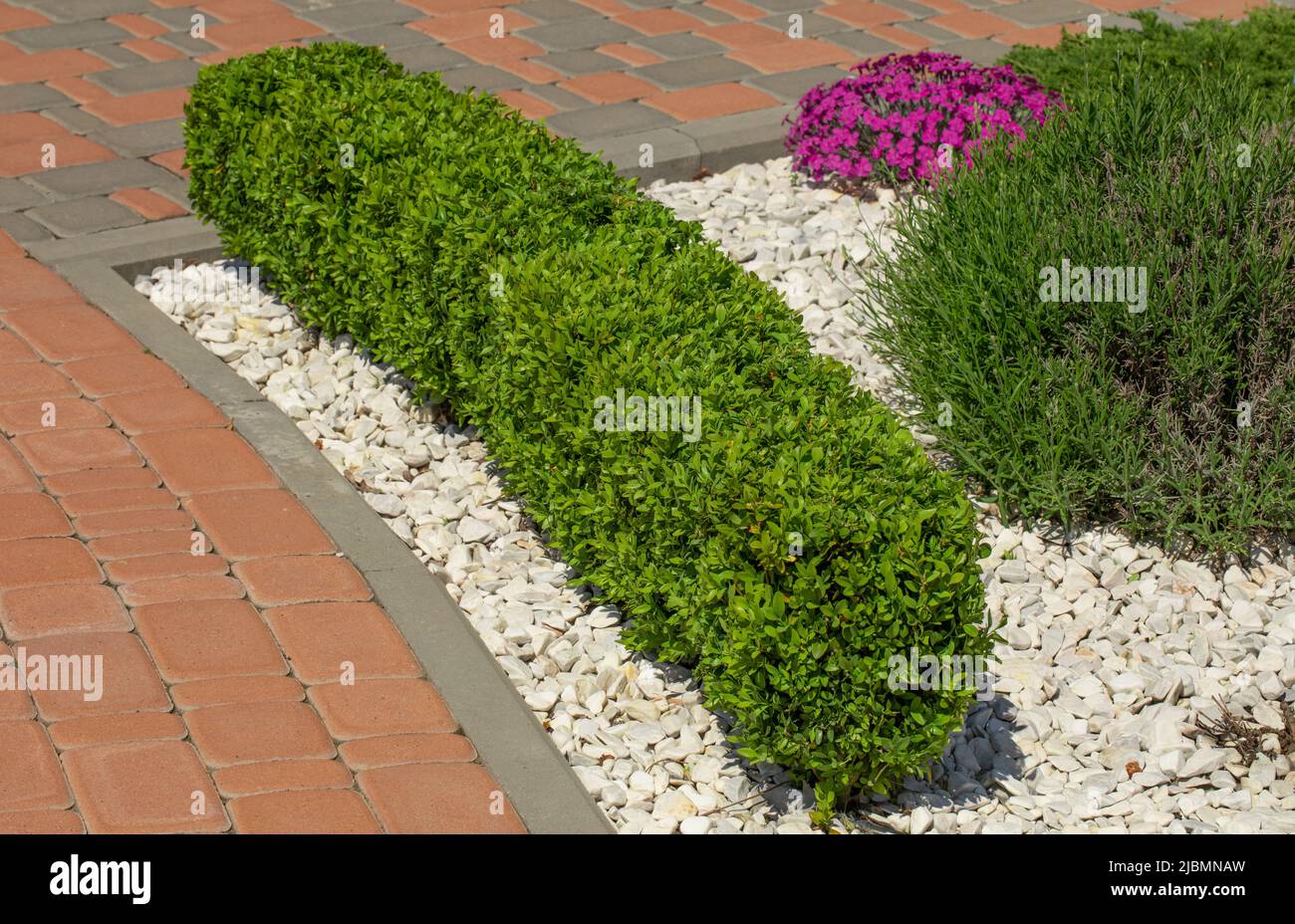 Green rectangular boxwood bush on the flowerbed Stock Photo - Alamy