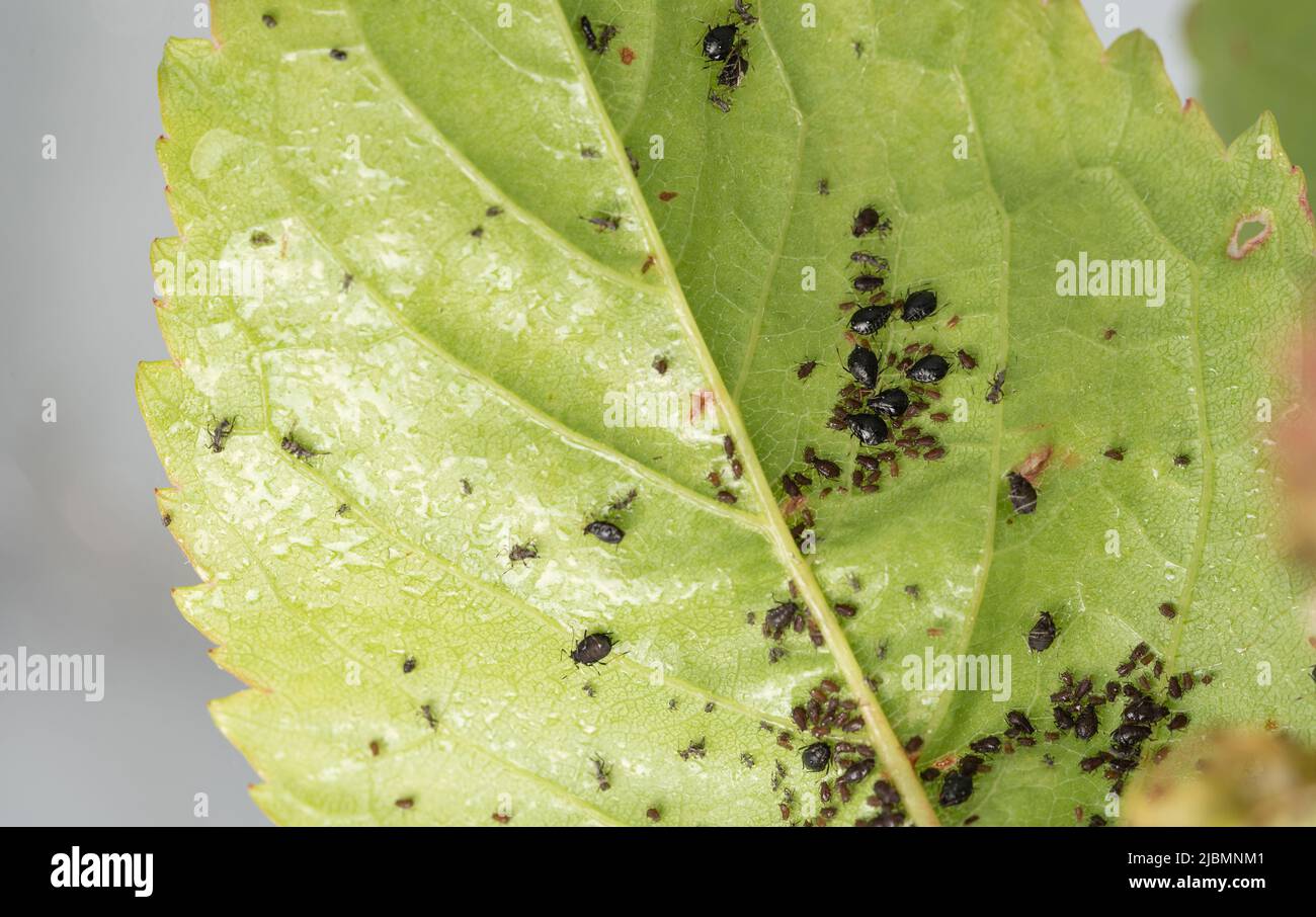 Aphids on leaves. Little black insects that suck the sap of plants ...