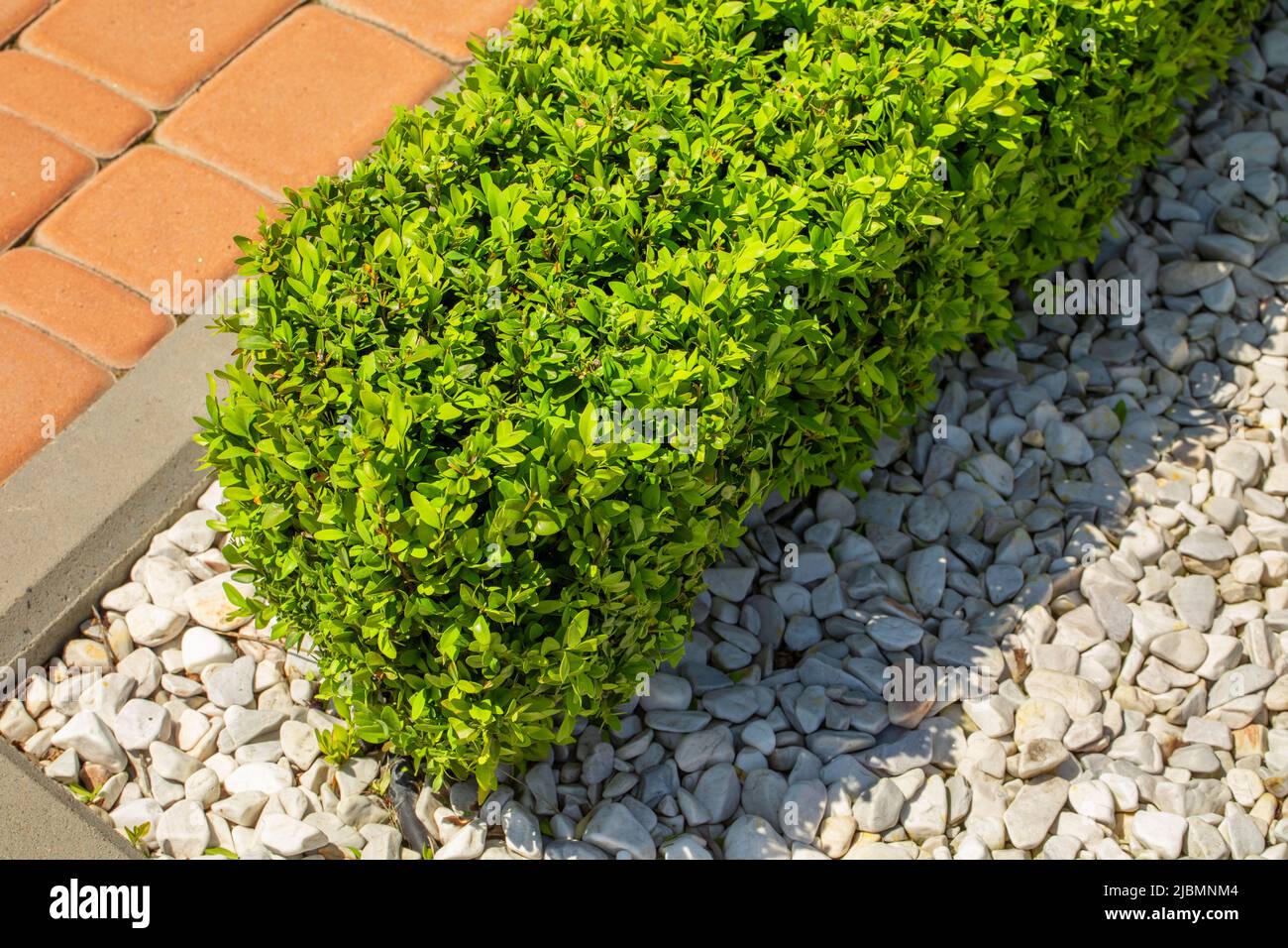 Bush png hi-res stock photography and images - Alamy