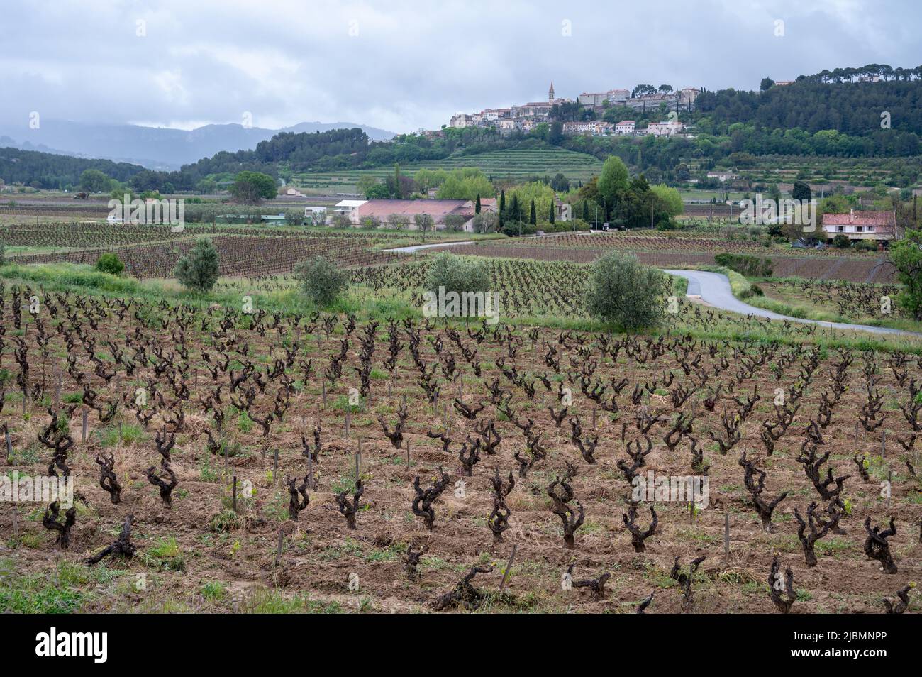 Old grape trunks on vineyards of Cotes de Provence in spring, Bandol ...