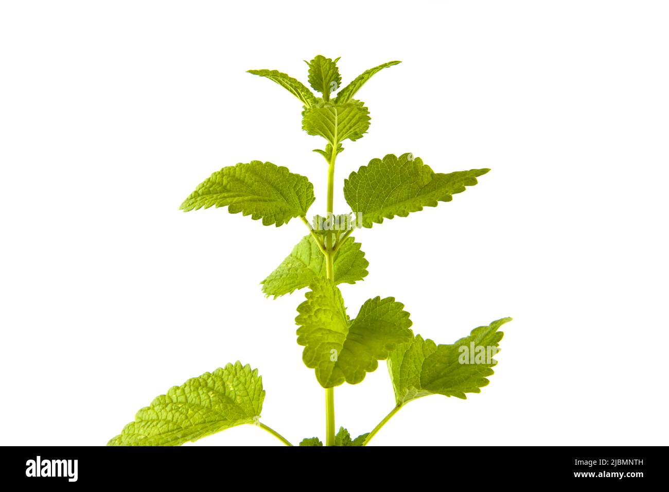 Melissa plant isolated on white Stock Photo - Alamy